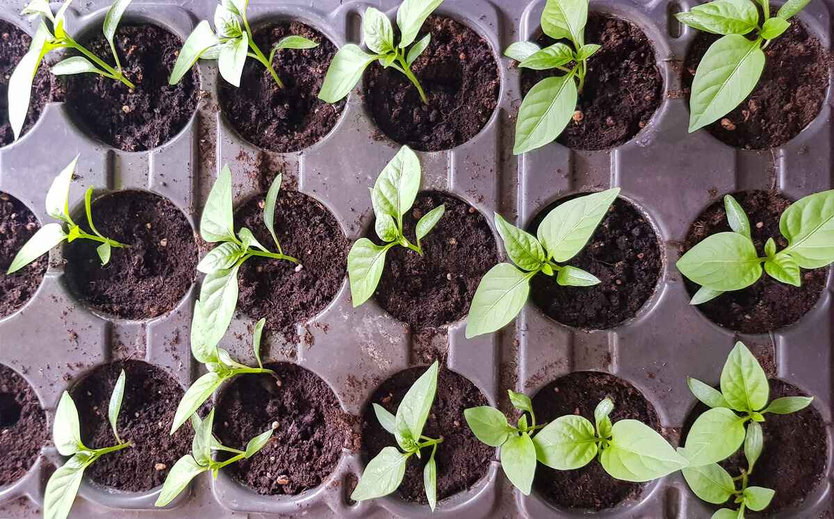 Grow Green Peppers From Seeds: 4 Steps & Best Tips