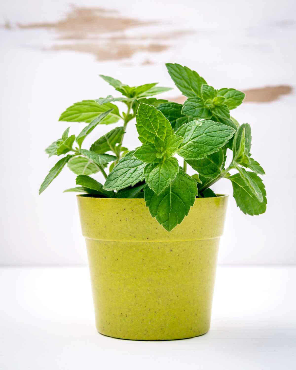 Grow Your Own Peppermint 101: Best Tips & Warnings
